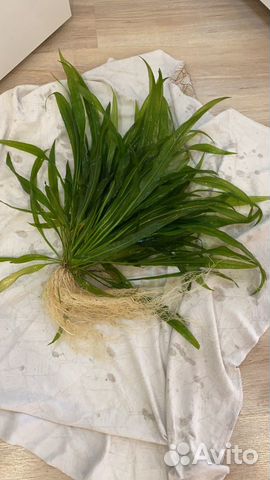 Эхинодорус амазонский