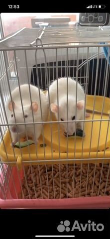 Крыса дамбо