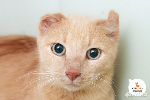 Мохаве настоящий кот-компаньон