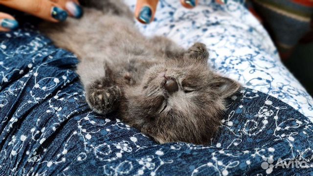 Котенок в добрые руки