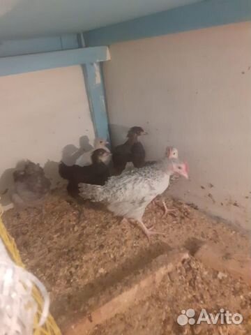 Куры молодки несушки