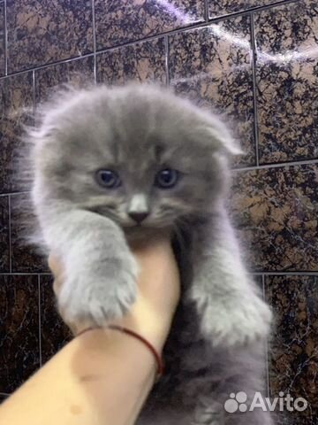 Котята породистые,очень красивые,мальчик и девочка