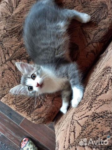 Кошка