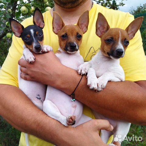 Щенки Той-фокстерьера