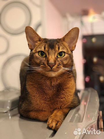 Абиссинская кошка в добрые руки