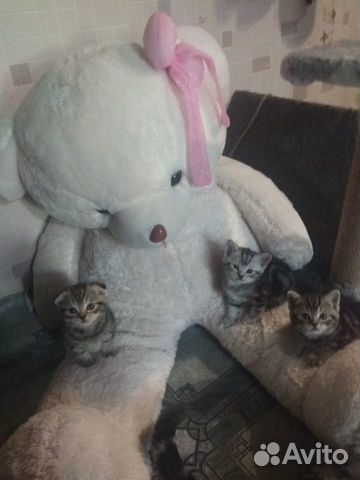 Шотландские котята
