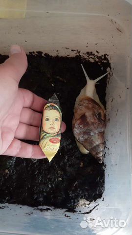 Домашние улитки