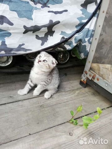 Британские вислоухие котята