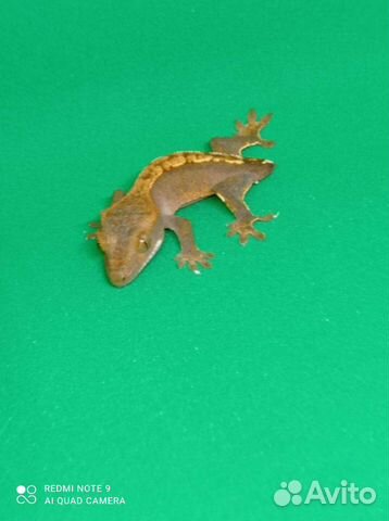 Реснитчатый бананоед