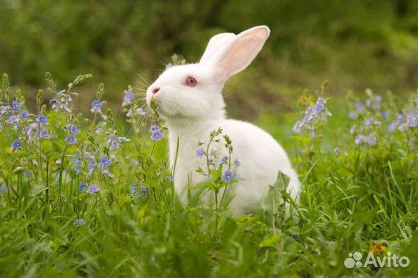 Декоративные кролики