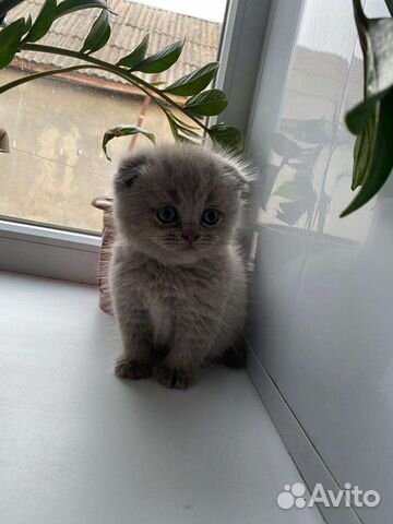 Шотландская вислоухая