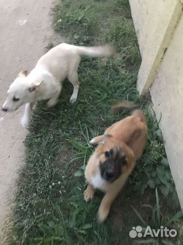 Ищем доброе сердце. Щенки- мальчик и девочка