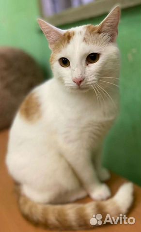 Ласковый рыжик грустит в приюте