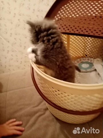 Котята