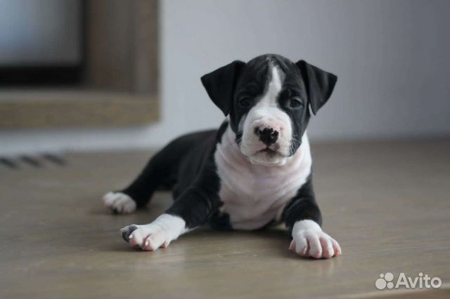 Стаффордширский терьер