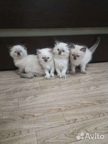 Пушистики - неваки