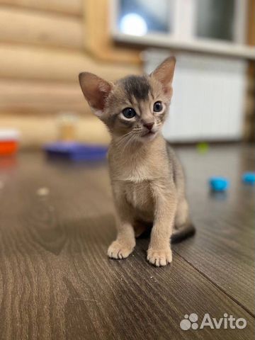 Абиссинские котята