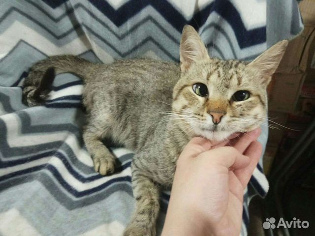 Кошка в дар