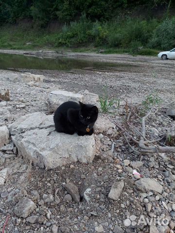 Кошки бесплатно