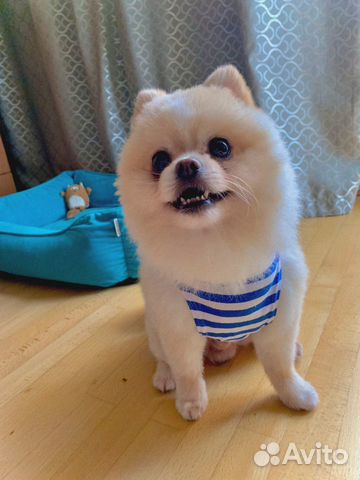 Малый немецкий шпиц вязка