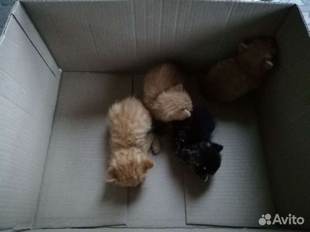 Котята в добрые руки