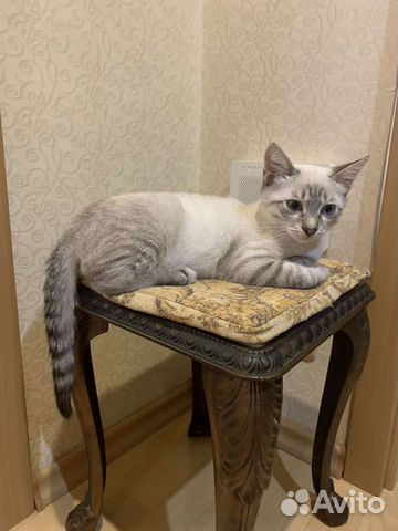 Отдам котенка в добрые руки