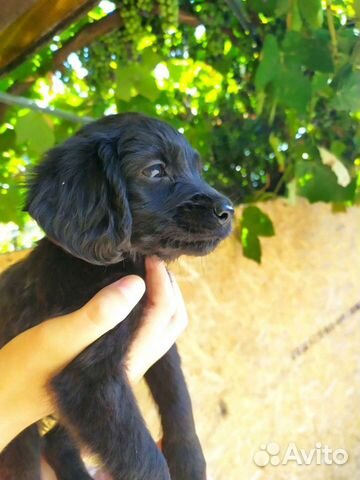 Собаки щенки кокер спаниель