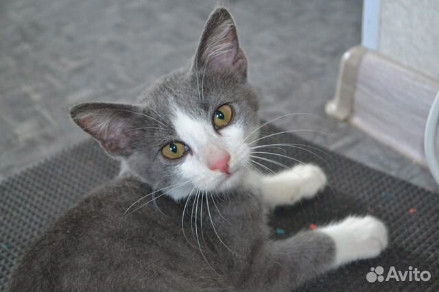 Севастопольский Чижик очень ждёт семью