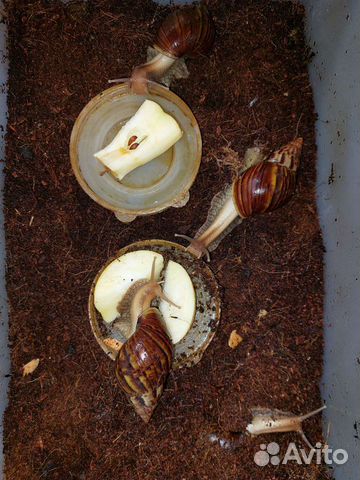 Улитки ахатины бесплатно