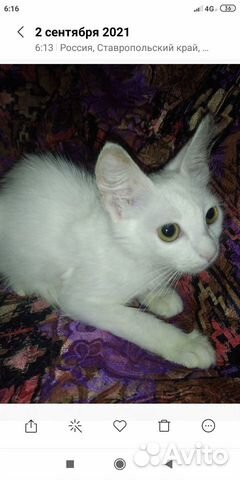 Маленькая Катюша ищет дом