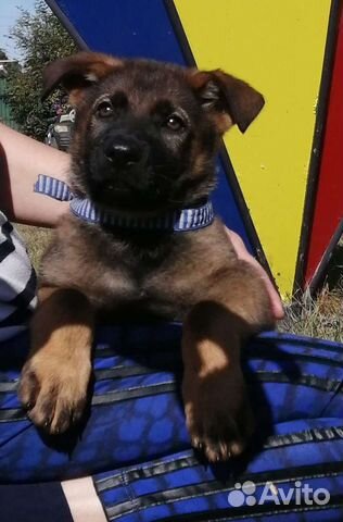 Щенки немецкой овчарки