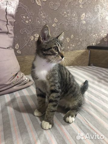 Котик Тигрик. Ласковый и игривый. Привезу куда дог