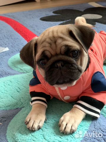 Щенки мопса