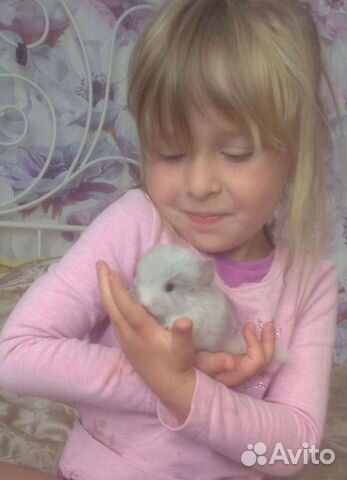 Шиншилла