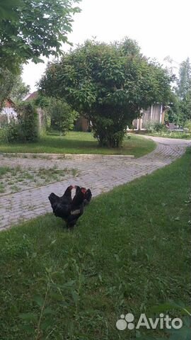 Куры молодки
