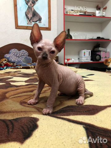 Канадский сфинкс