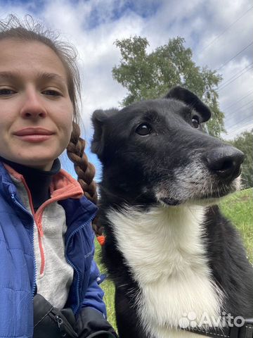 Взрослая собака мечтает о доме