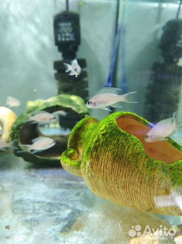 Принцесса Бурунди Пельвикохромис пульхера