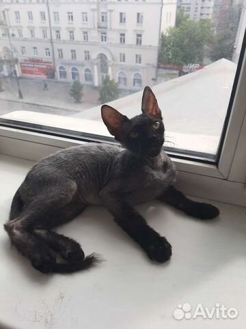 Кошка канадский сфинкс браш