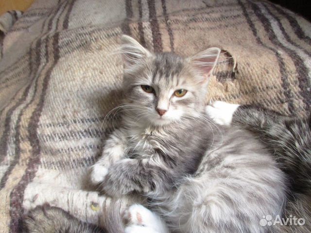 Котята-подростки