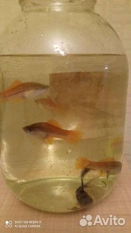 Аквариумные рыбки бесплатно