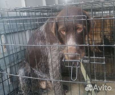 Спаниель хозяин отзовись