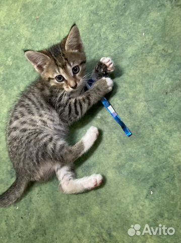 Котенок девочка, игривая милашка в добрые руки бес