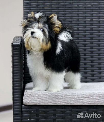 Мальчик бивера