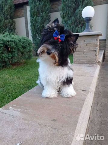 Щенки бивер йорка