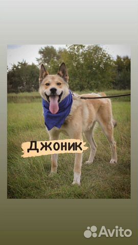Супер пес ищет семью. Весельчак, умный и ласковый