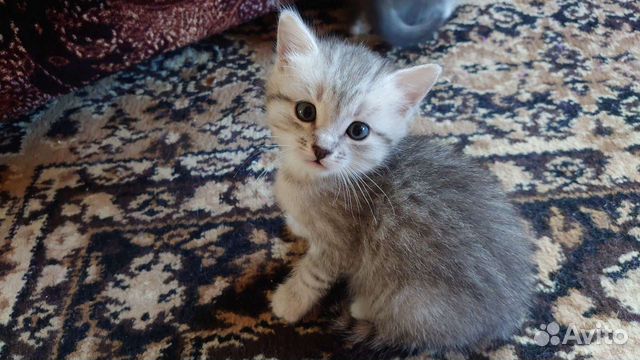 Котенок Люся