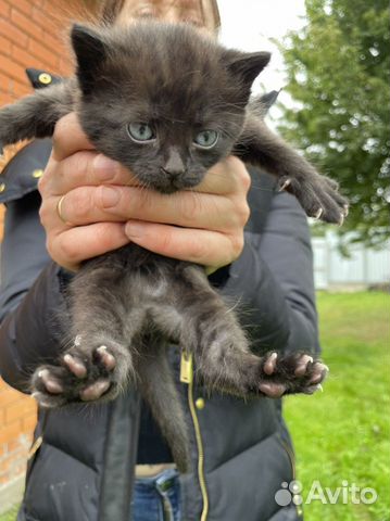 Котята в добрые руки