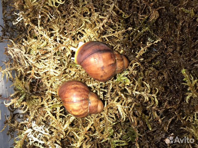 Архахатина сп Бенин