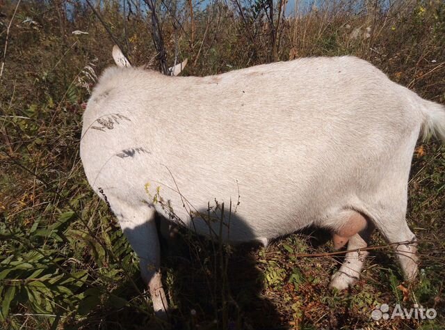 Продаем козу